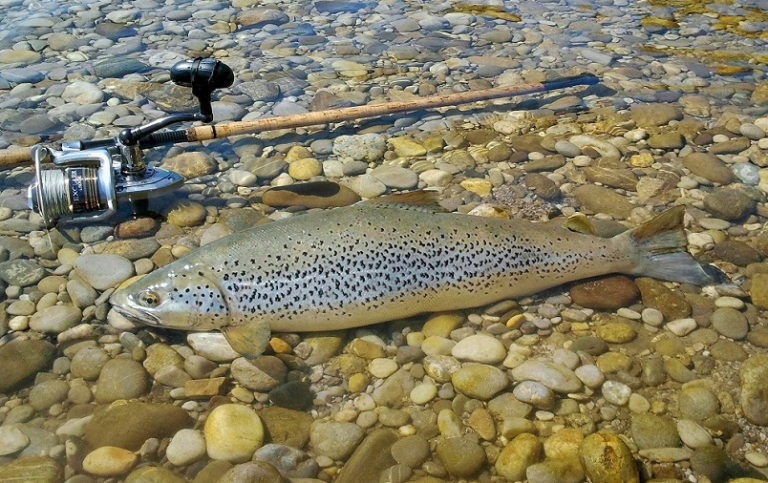 Zubatak trout (Salmo dentex) - adriaticnature