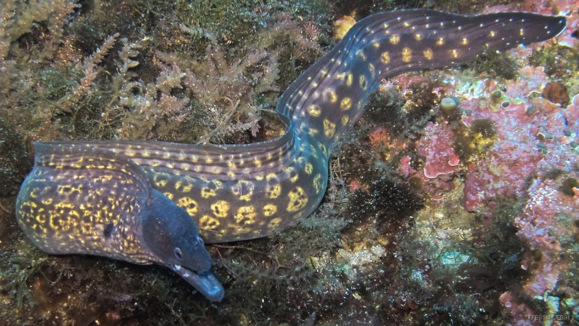 Dangerous beauties of the Adriatic sea. Muraenas. - adriaticnature