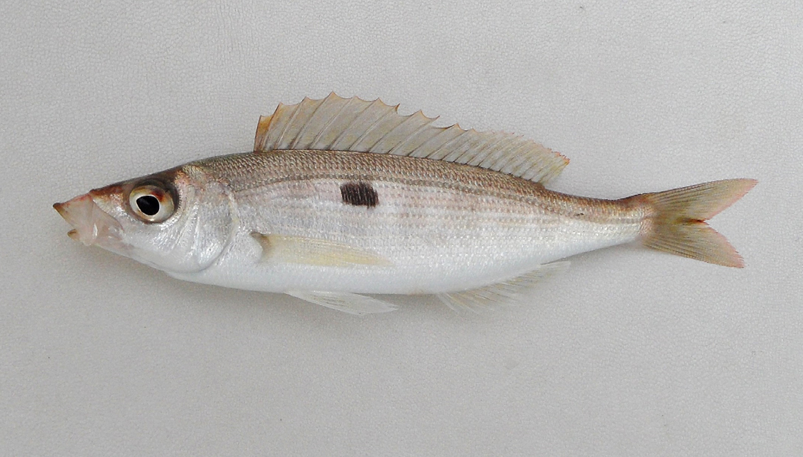 Picarel (Spicara smaris) - adriaticnature