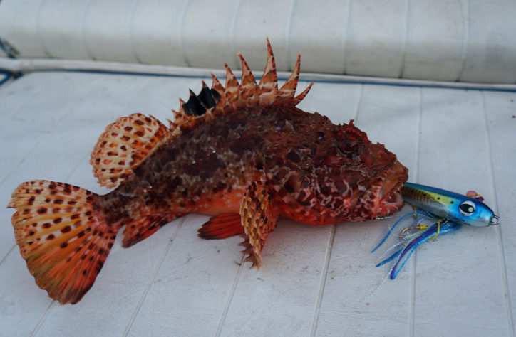 Dangerous inhabitants of the Adriatic Sea. Fish. - adriaticnature
