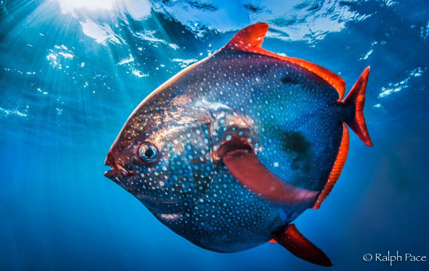 Kings of the Adriatic. Lampriformes. - adriaticnature