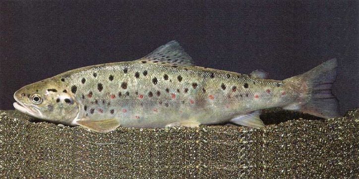 Black Sea salmon (Salmo labrax) - adriaticnature