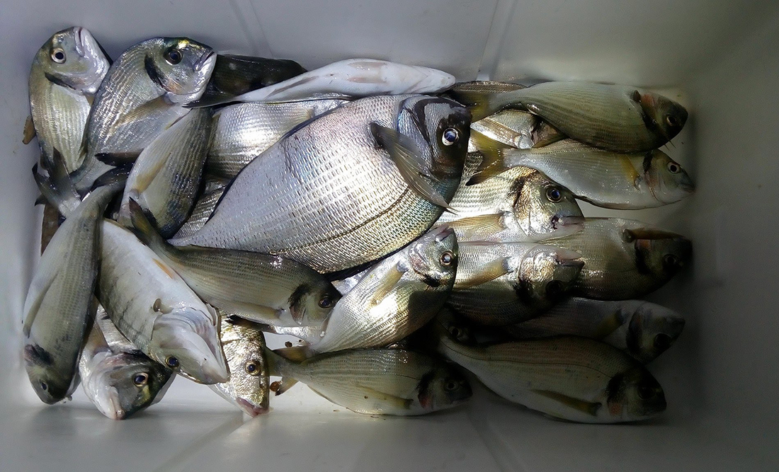 Fishing in Slovenia with Peter Kodre Sampei. - adriaticnature