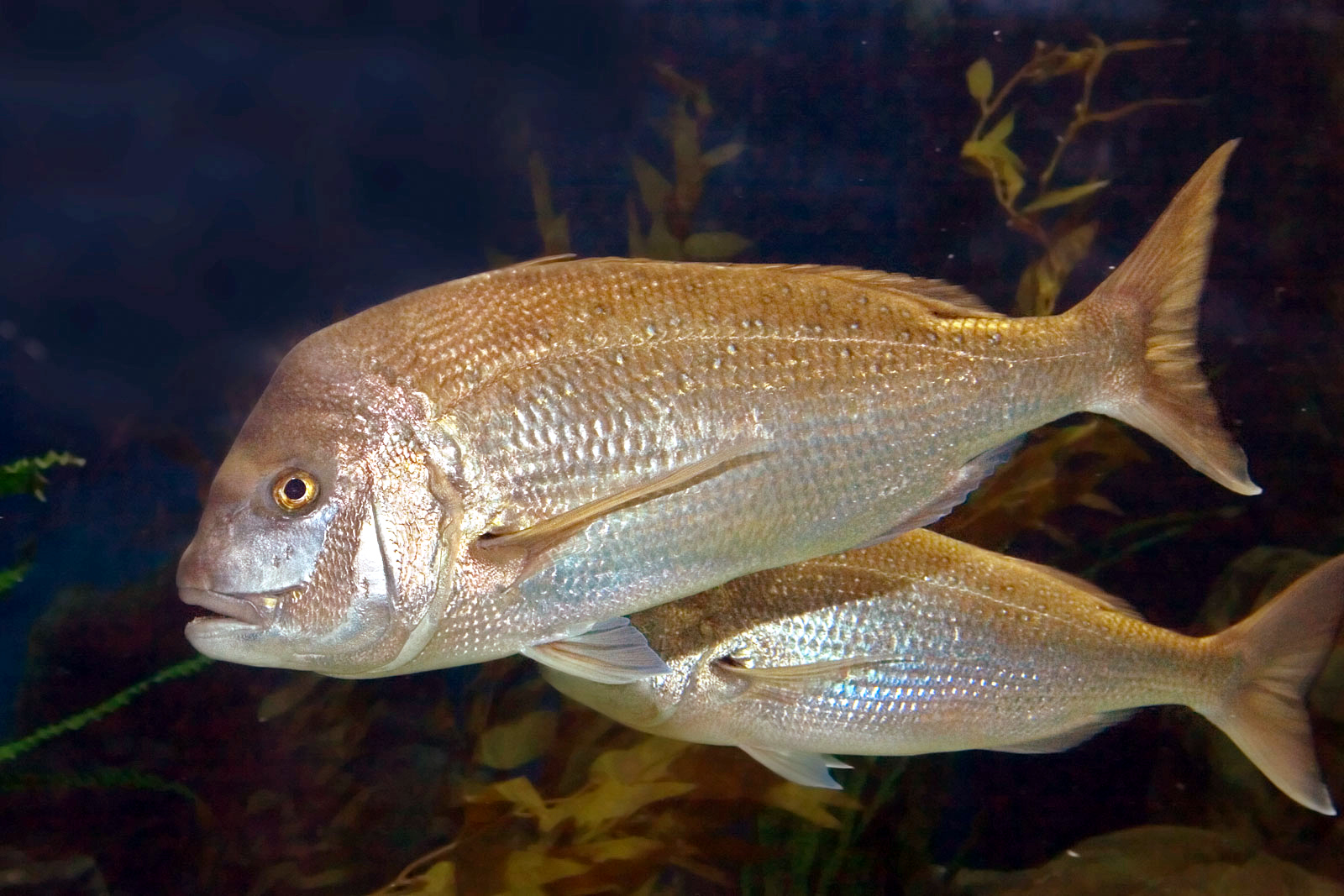 Dentexes, porgies, gilthead breams and others. Sea breams of the ...