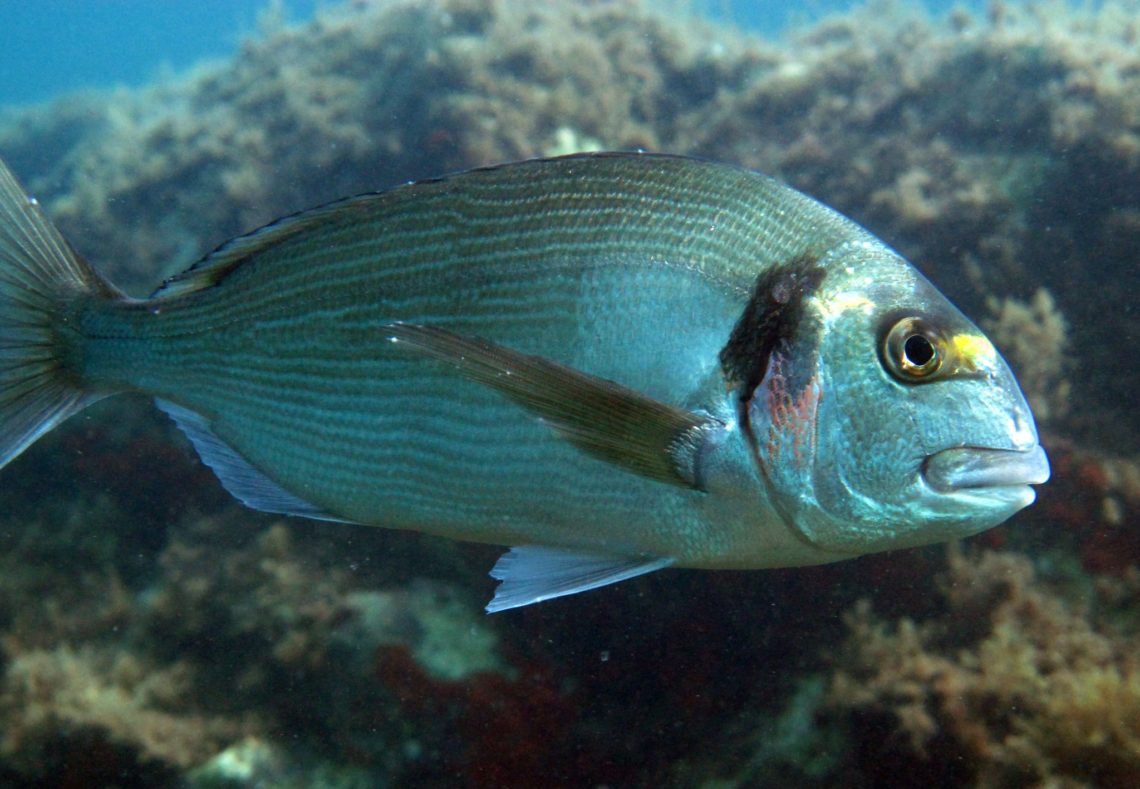 Dentexes, porgies, gilthead breams and others. Sea breams of the ...