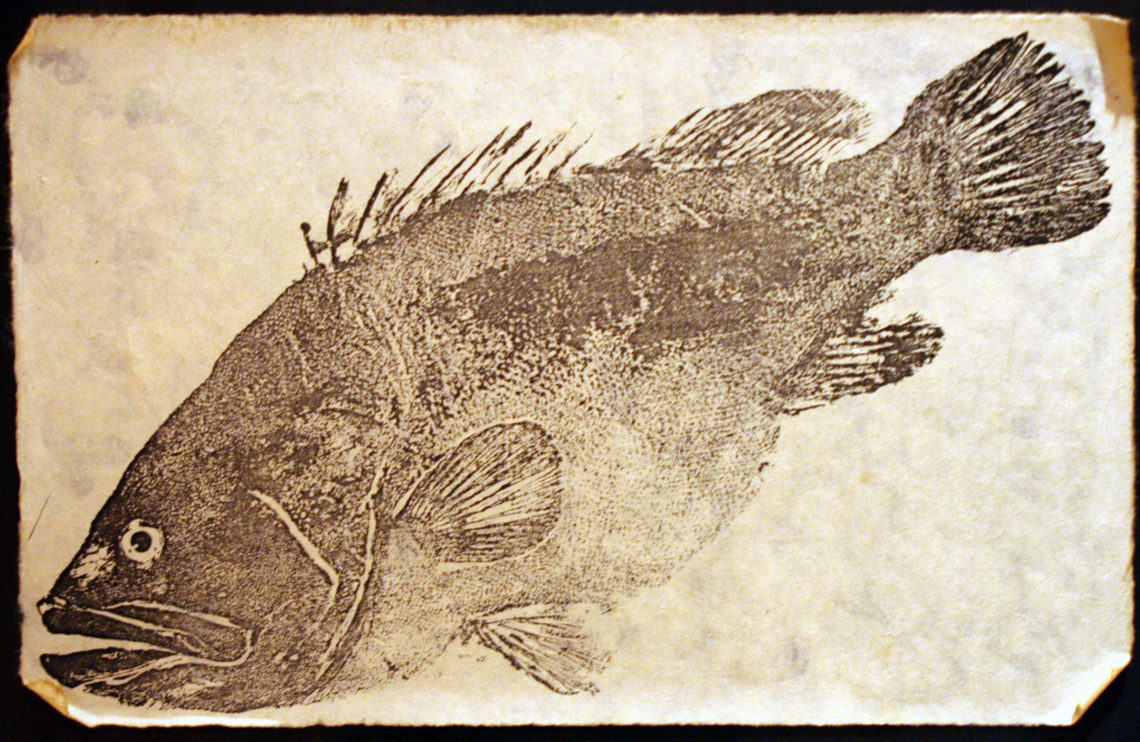 Groupers, combers and others. Polyprionidae and Serranidae of the ...