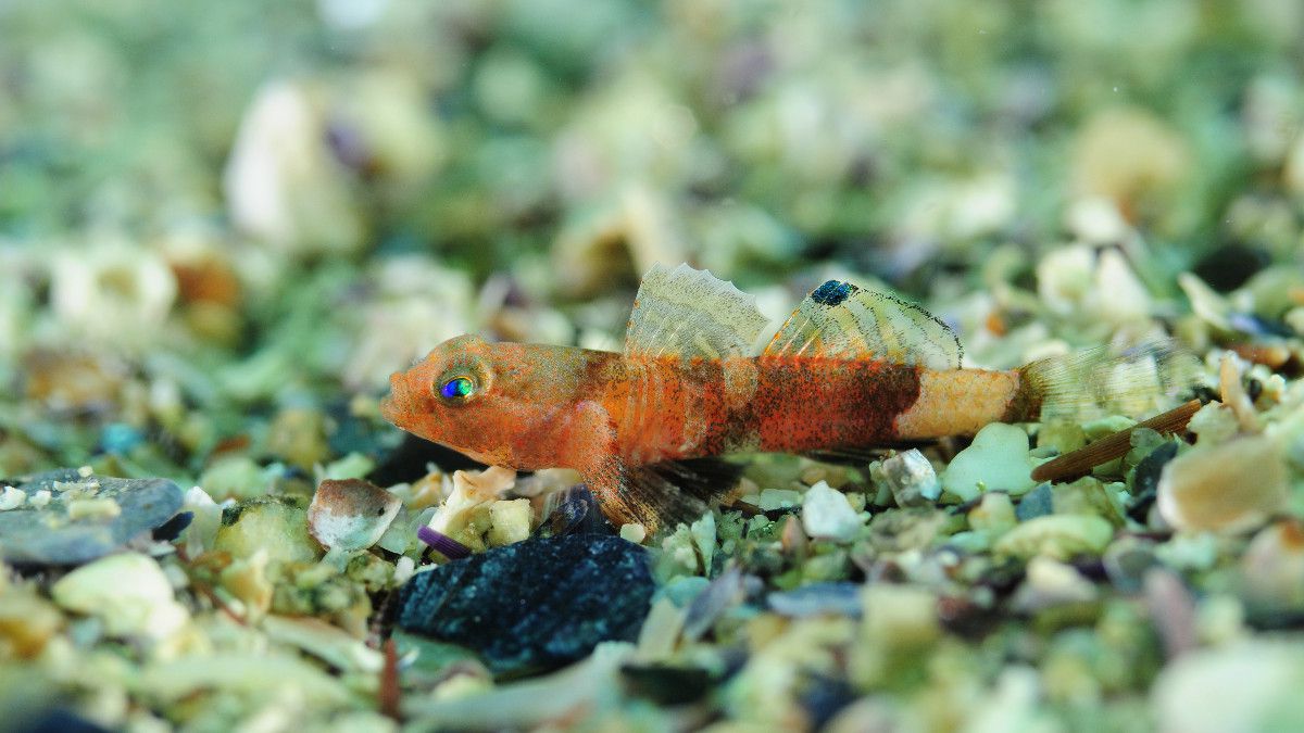 True gobies (Gobiidae) of the Adriatic Sea. - adriaticnature