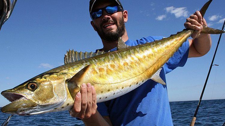 Tunas, bonitos, mackerels, cutlassfishes and others. Scombriformes of ...