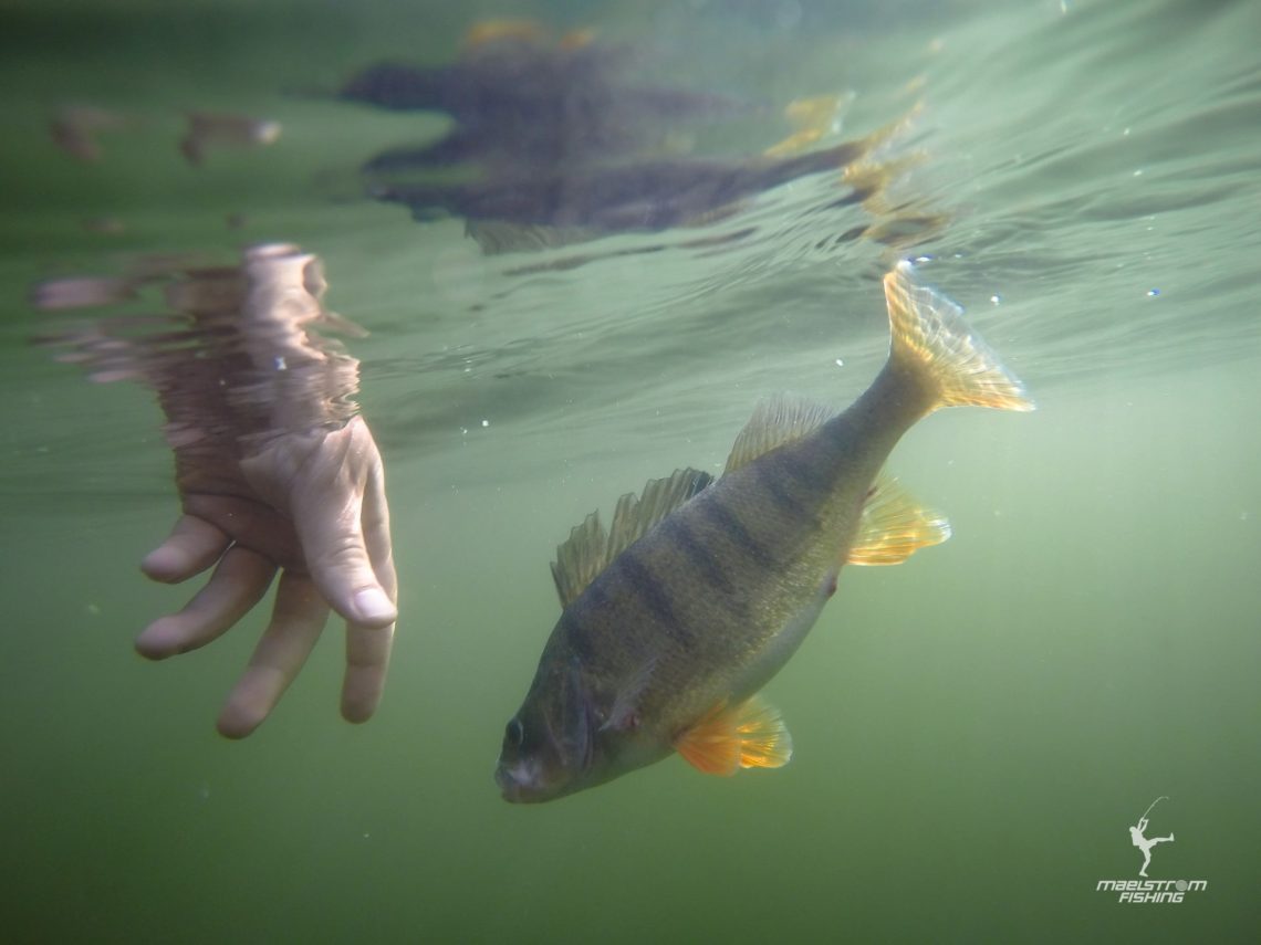 Going to Serbia with a spinning rod. Darko Pešić. - adriaticnature