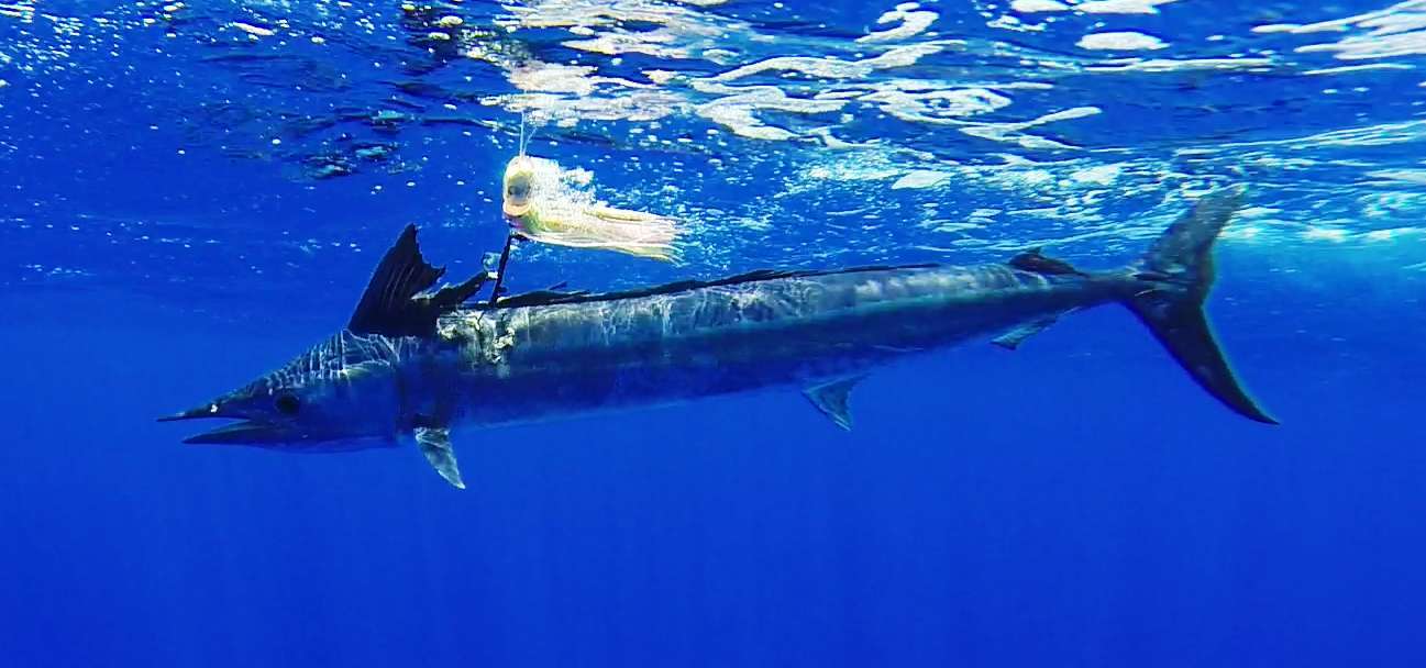 Marlin, swordfish, and barracuda. Istiophoriformes of the Adriatic Sea ...